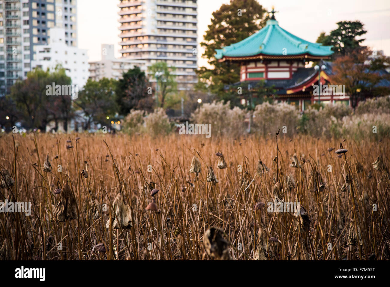 Shinobazu Pond,Ueno Park,Taito-Ku,Tokyo,Japan Stock Photo - Alamy