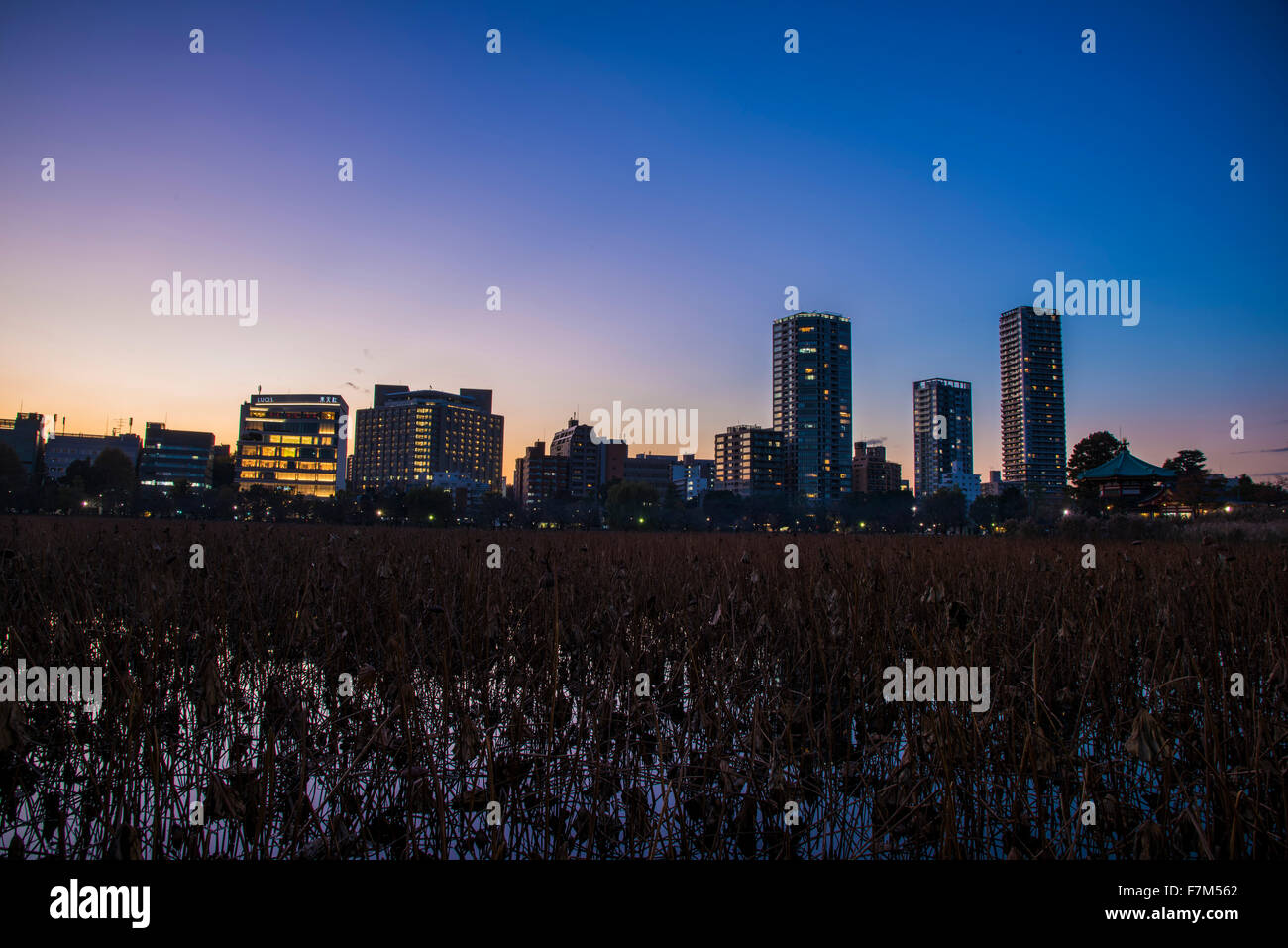 Shinobazu Pond,Ueno Park,Taito-Ku,Tokyo,Japan Stock Photo - Alamy