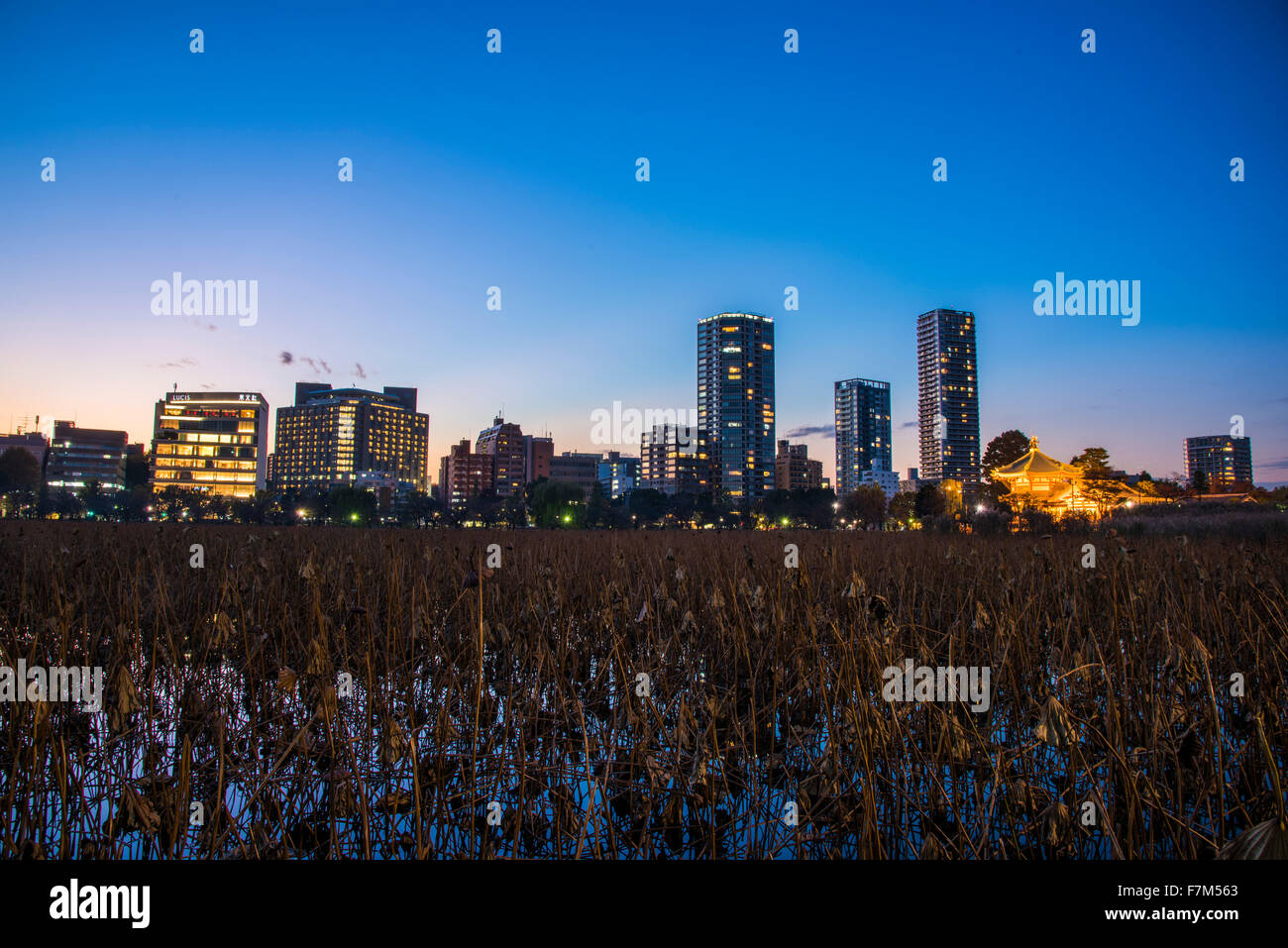 Shinobazu Pond,Ueno Park,Taito-Ku,Tokyo,Japan Stock Photo - Alamy