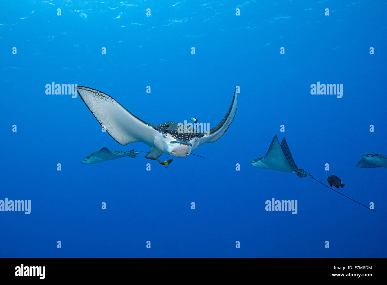 Spotted duckbill ray hi-res stock photography and images - Alamy