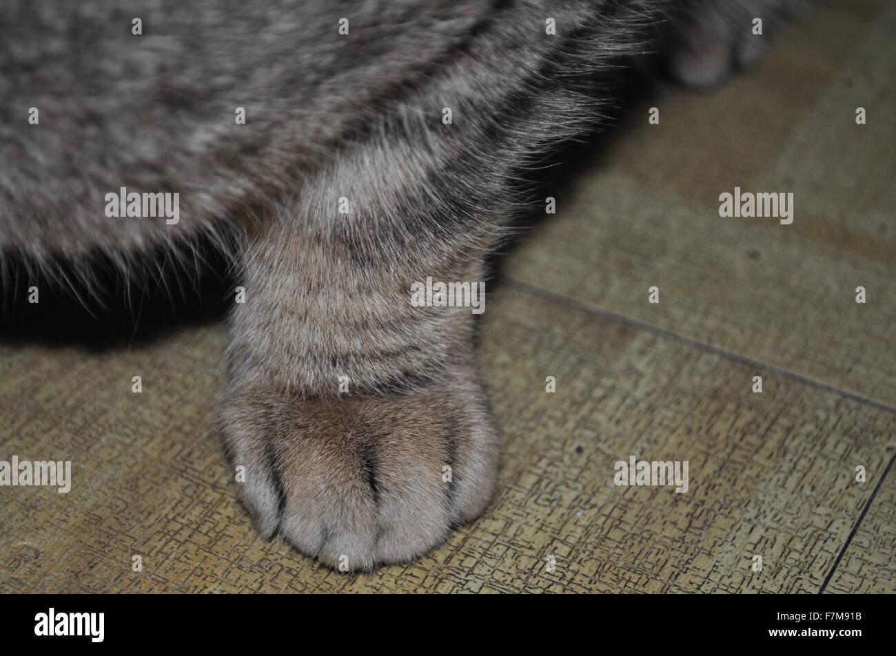 A close up of a large ginger tabby cat's paw Stock Photo - Alamy