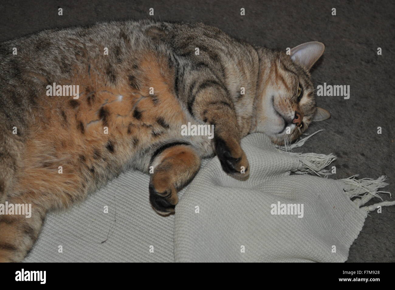 A large ginger tabby cat laying on a yellow rug Stock Photo - Alamy