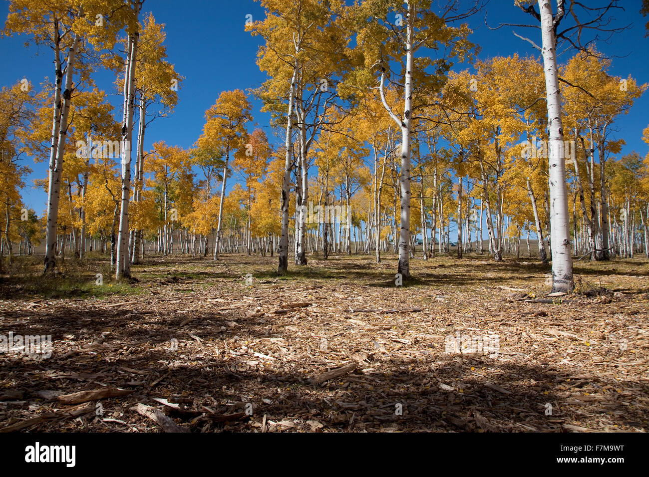 Aspen trees change color on Hastings Mesa, Ridgeway Colorado Stock ...