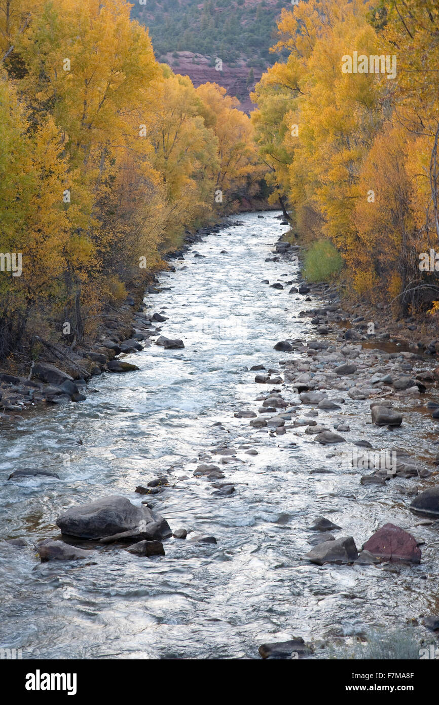Aspens and creek outside of Placerville, Colorado Stock Photo - Alamy