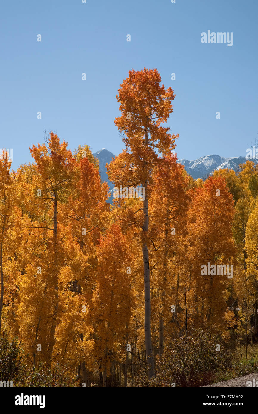Aspen colors hi-res stock photography and images - Alamy