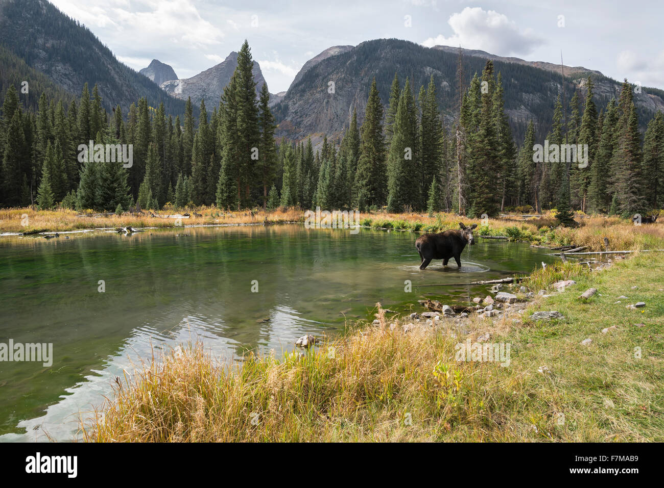 Moose at a beaver pond in Colorado's Weminuche Wilderness Stock Photo ...