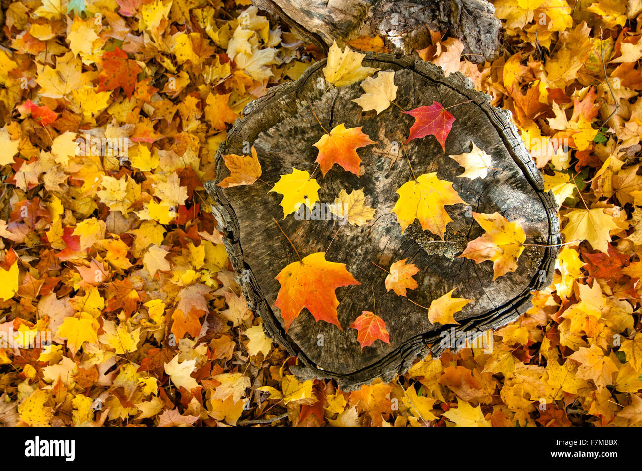 Autumn maple leaves fallen on a log Stock Photo - Alamy