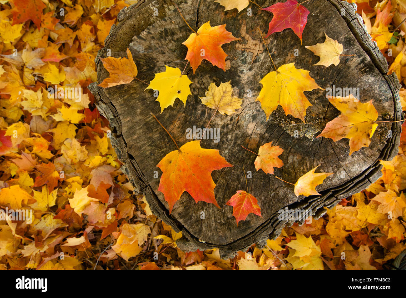 Autumn maple leaves on a log Stock Photo - Alamy