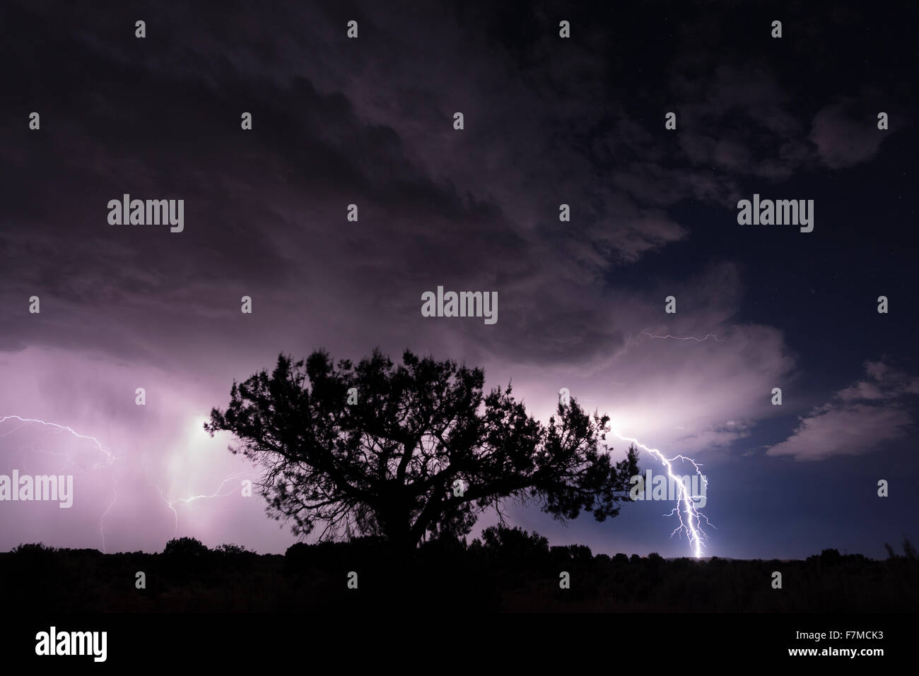 Lightning tree hi-res stock photography and images - Alamy
