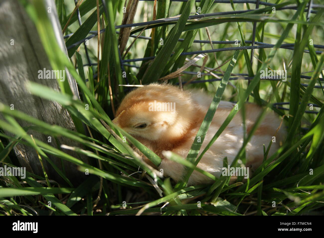 Chick hiding in grass Stock Photo - Alamy