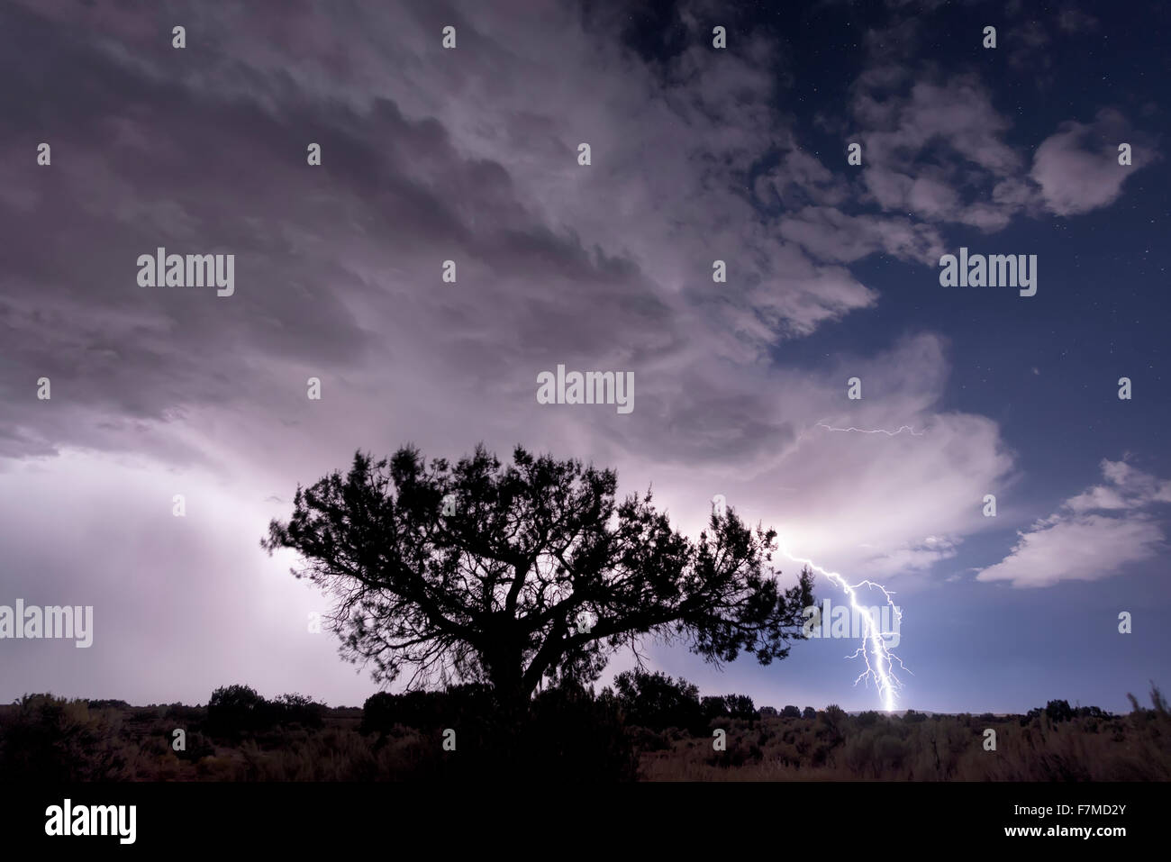 Thunderstorm and juniper tree, Cajon Mesa, Colorado Stock Photo - Alamy