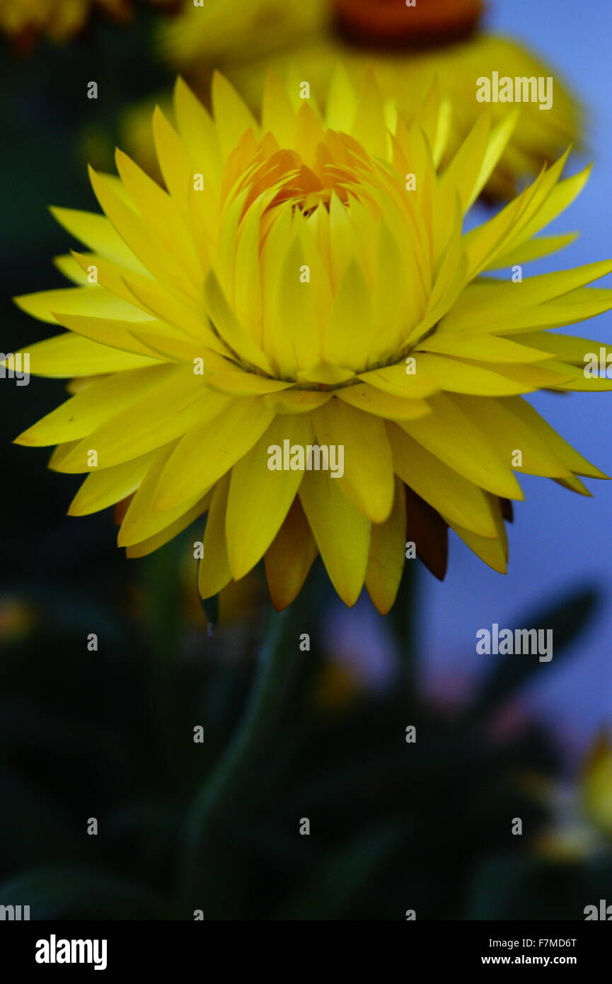 Yellow strawflower in bloom Stock Photo - Alamy