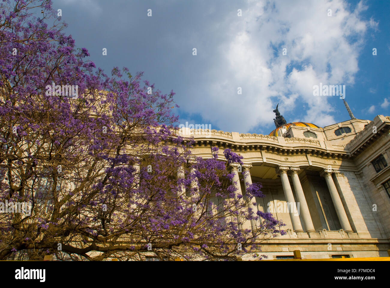 Jacaranda trees mexico city hi-res stock photography and images - Alamy