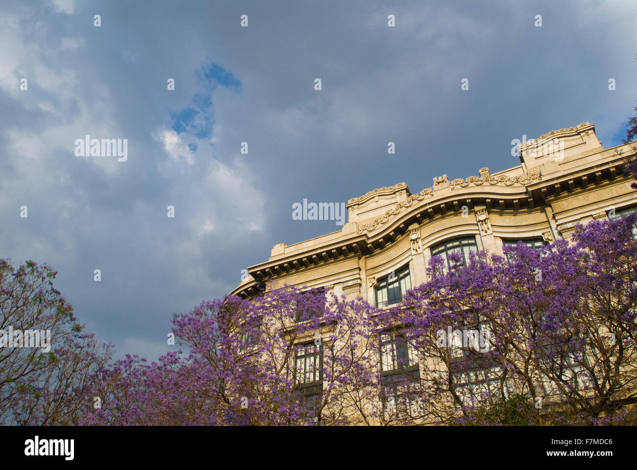 Jacaranda trees mexico city hi-res stock photography and images - Alamy