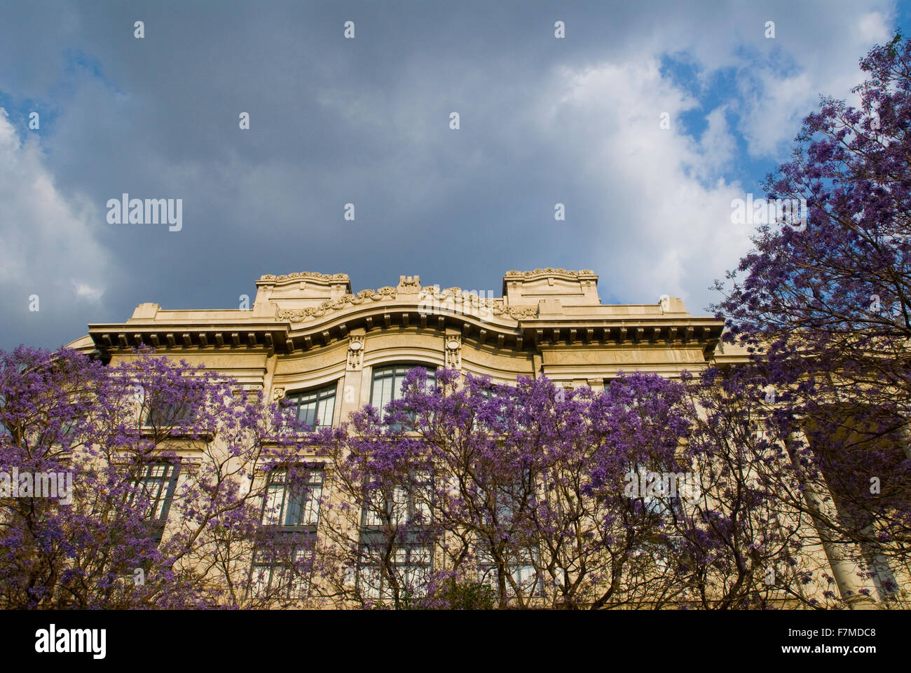 Jacaranda trees mexico city hi-res stock photography and images - Alamy