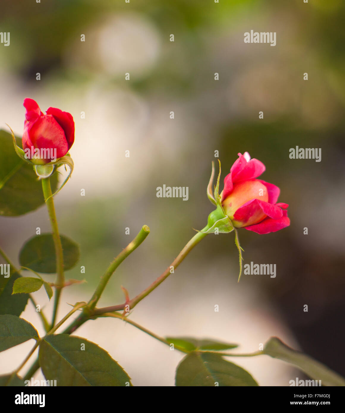 Close up little red hi-res stock photography and images - Alamy