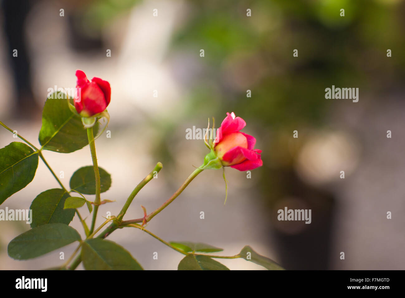 Little roses hi-res stock photography and images - Alamy