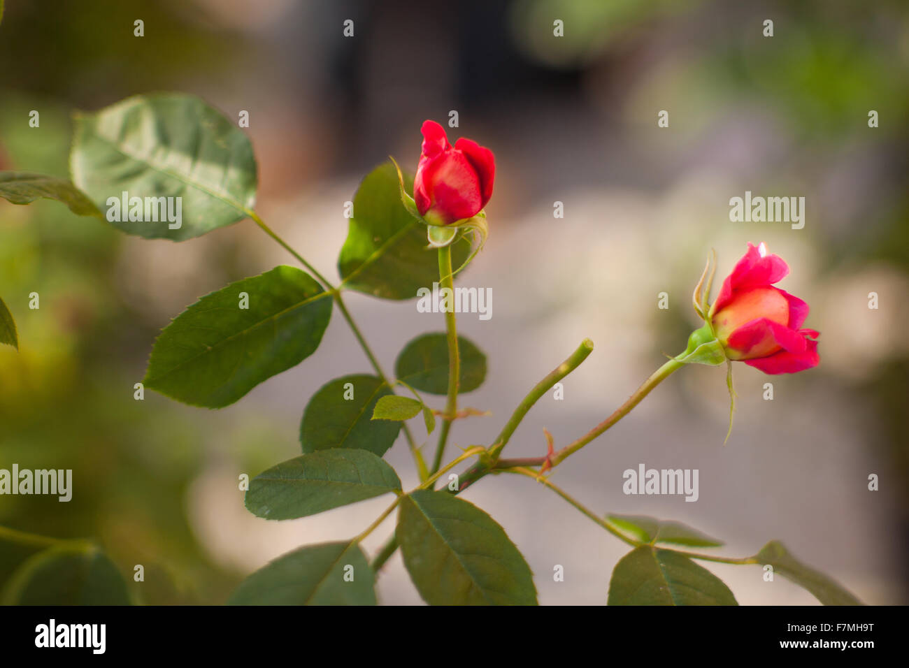 Close up little red roses hi-res stock photography and images - Alamy