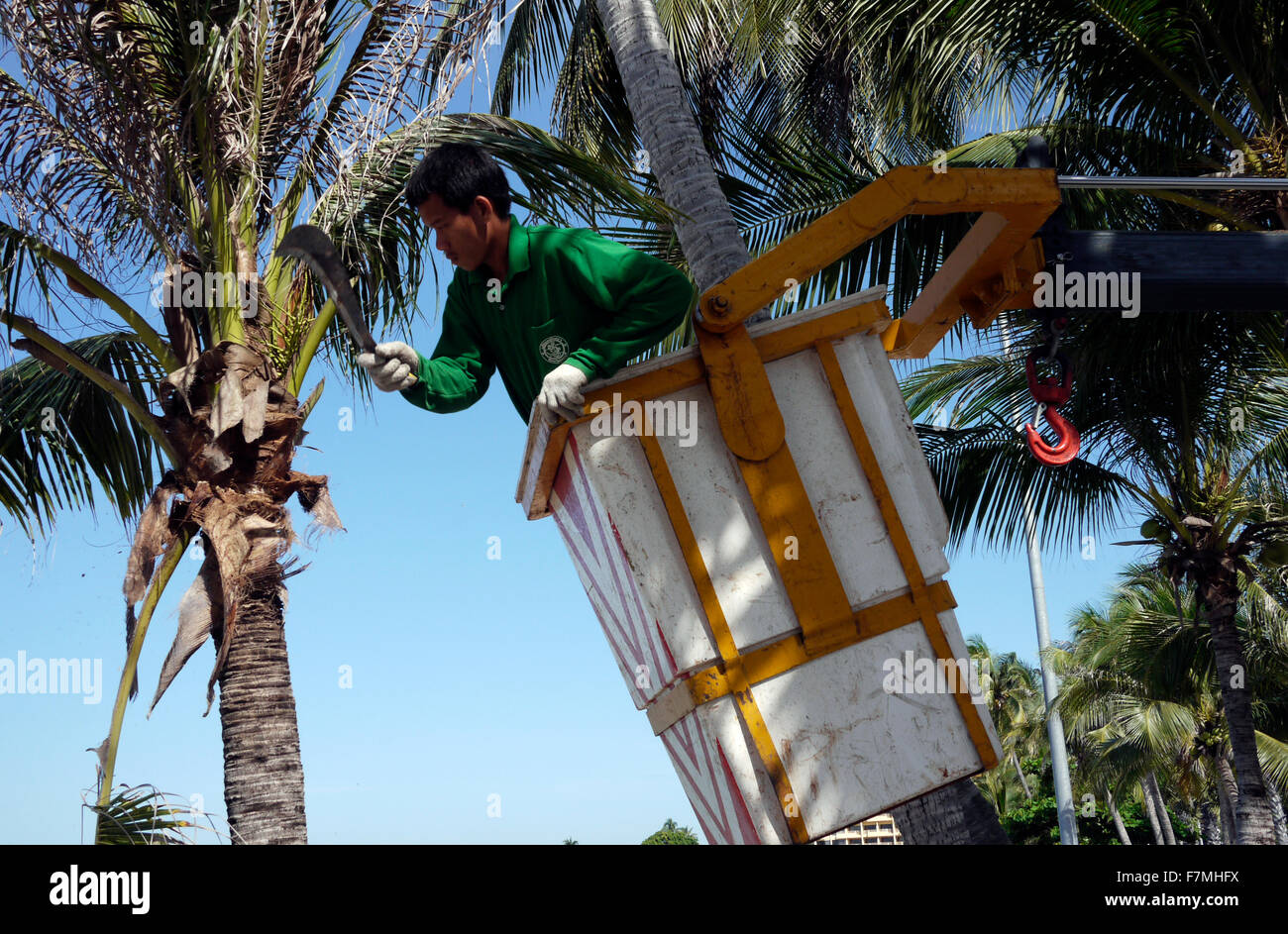 Cutting and pruning palm tree branches using a machete along Beach Road ...