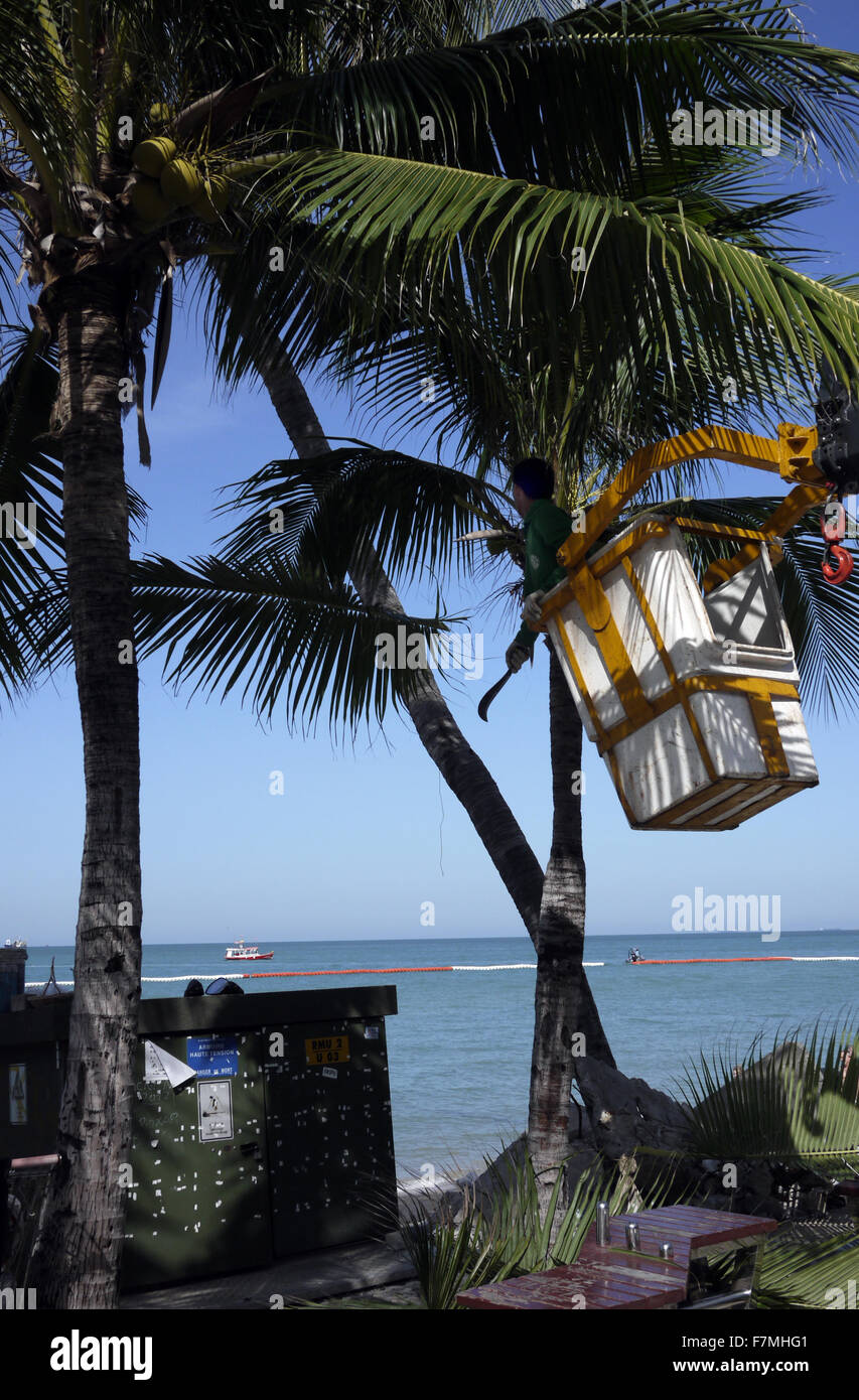 Cutting and pruning palm tree branches using a machete along Beach Road ...