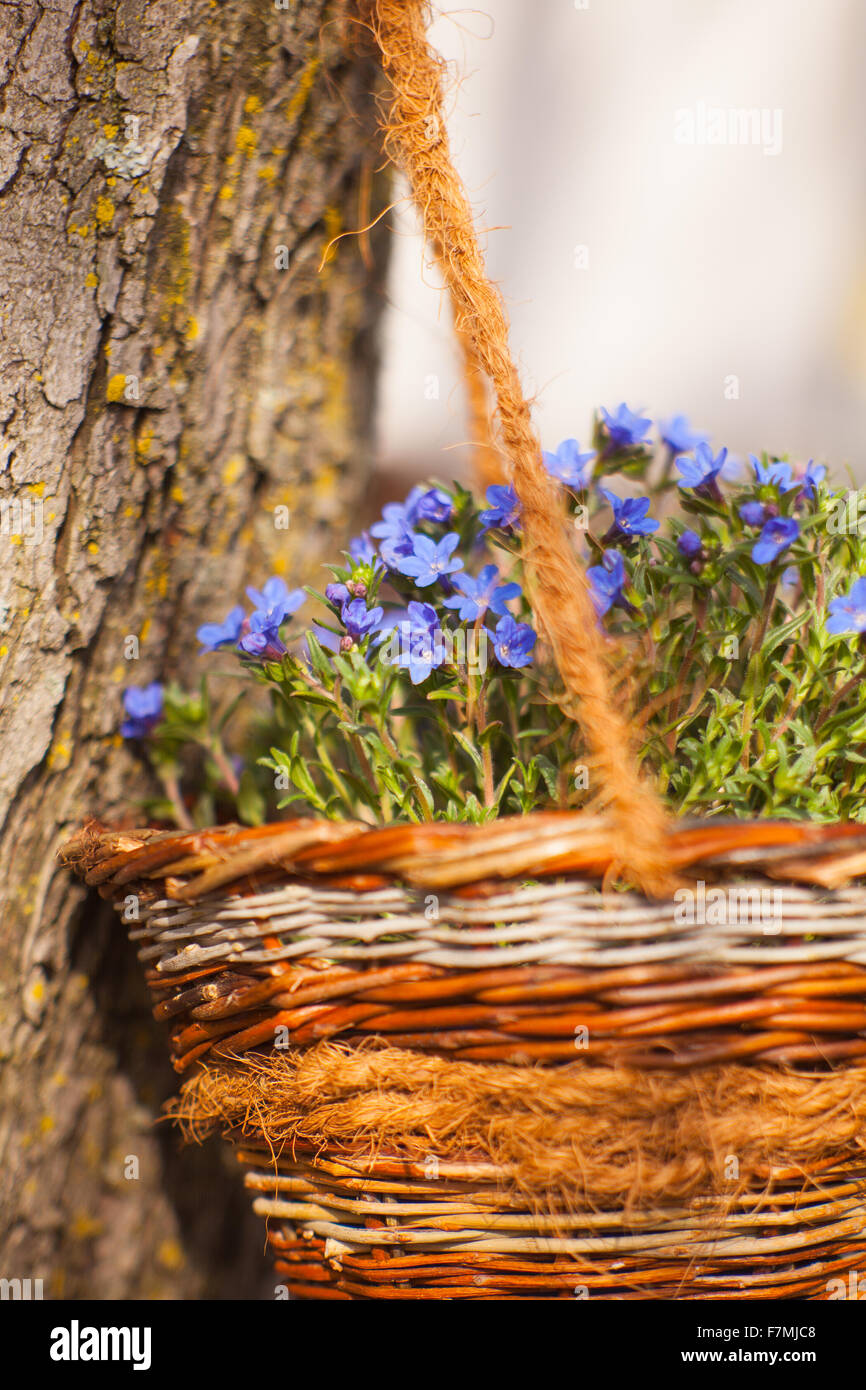 View of flowers inside a wicker basket Stock Photo - Alamy