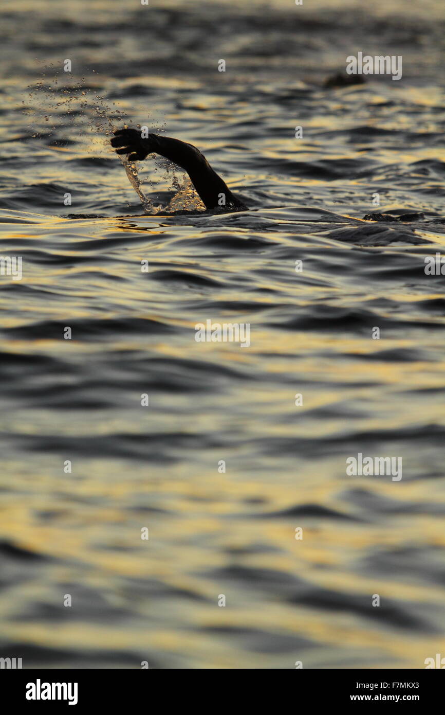 A male swimmer doing laps and exercising in an ocean rock pool at dawn ...