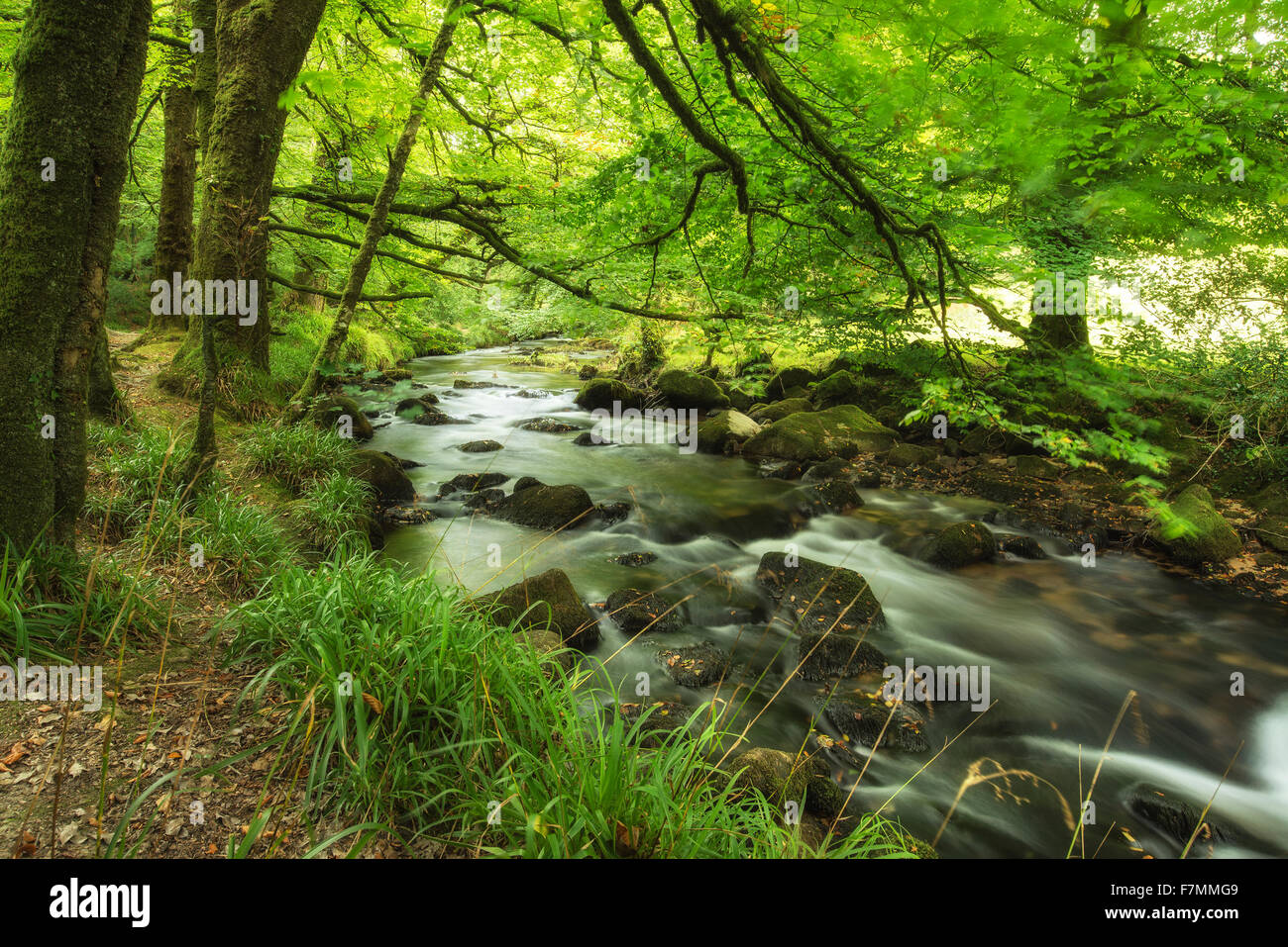 Beautiful Summer landscape of Golitha Fall river in Devon England Stock ...