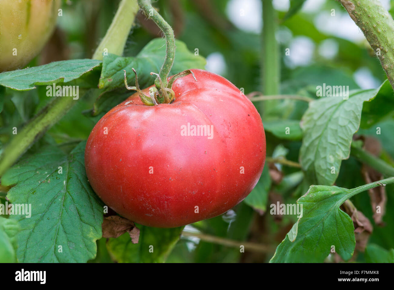 Farm fresh tomato hi-res stock photography and images - Alamy
