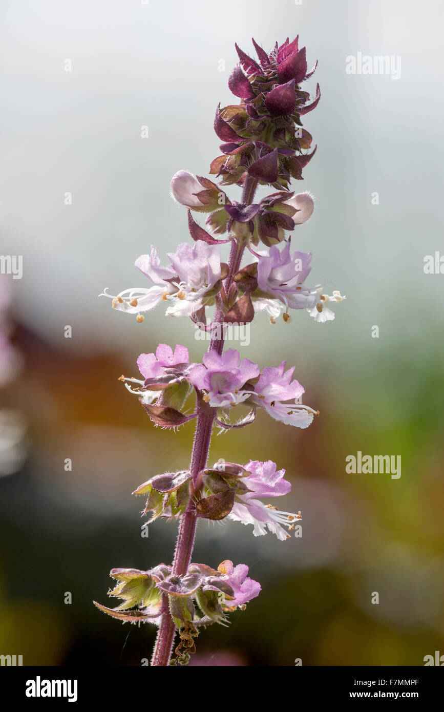 Flowering basil plant Stock Photo - Alamy