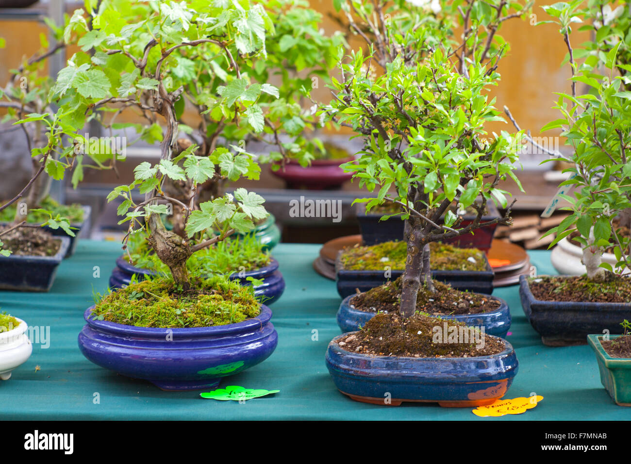 View of Bonsai trees in the street market Stock Photo - Alamy