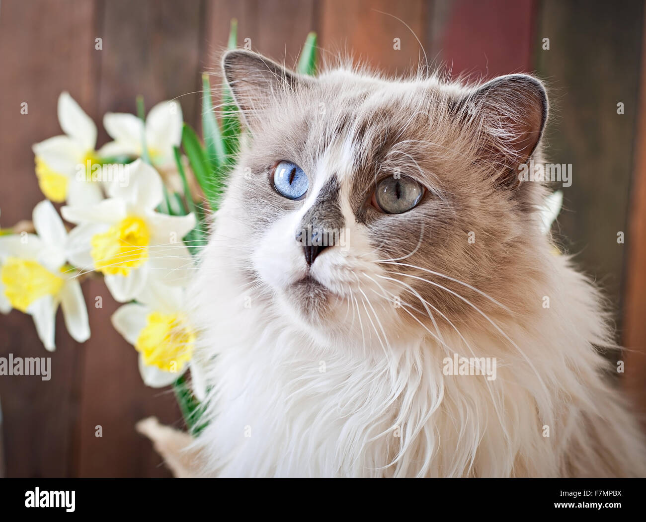 Ragdoll cat hi-res stock photography and images - Alamy