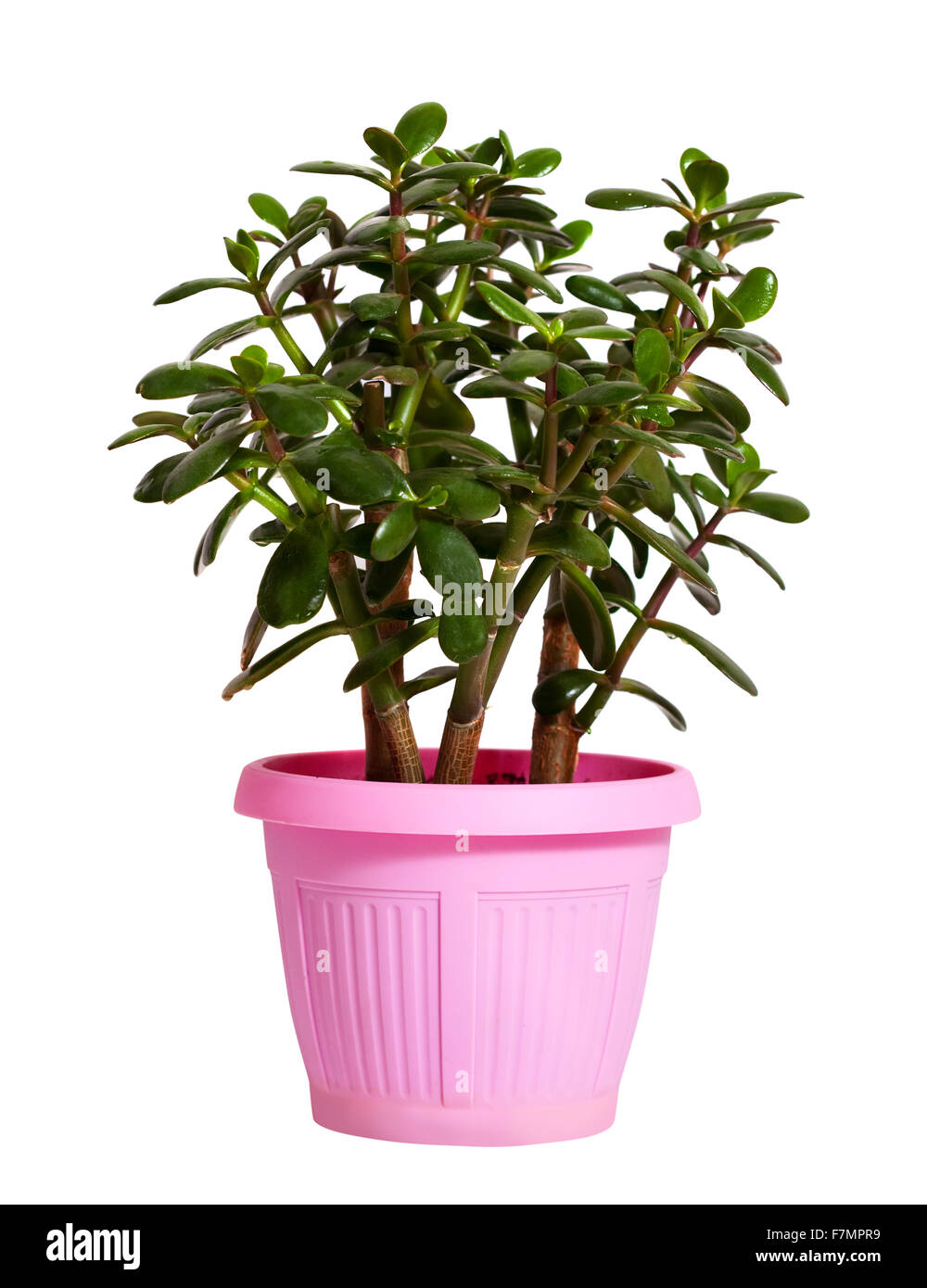 jade tree in pot. Isolated on white background Stock Photo - Alamy
