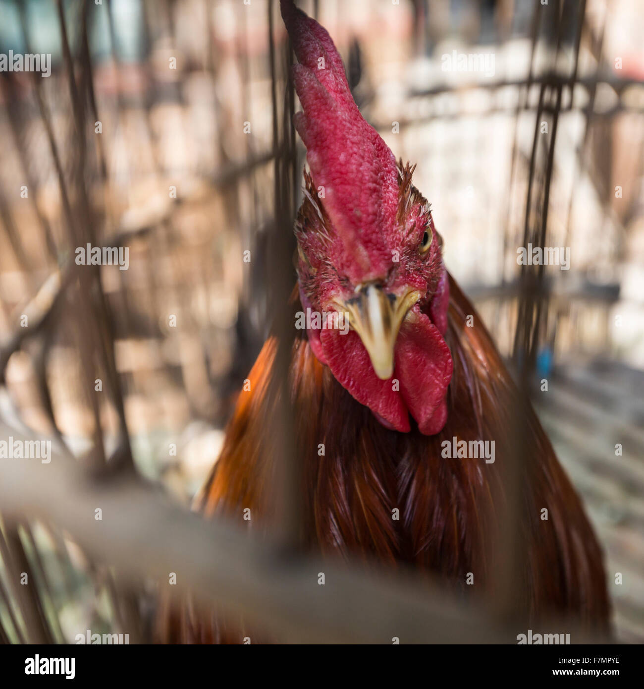 Caged rooster ready to sell at street market in Yogjakarta, Indonesia ...