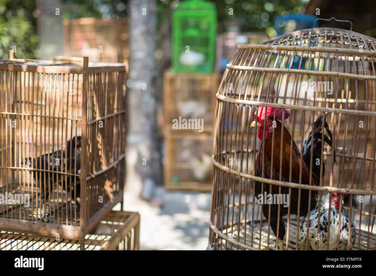 Caged rooster ready to sell at street market in Yogjakarta, Indonesia ...