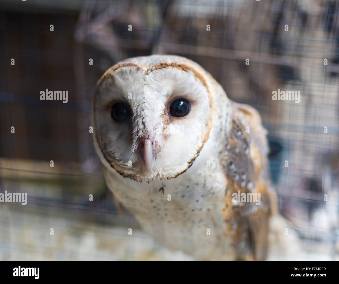 An owl is in the cage Stock Photo - Alamy