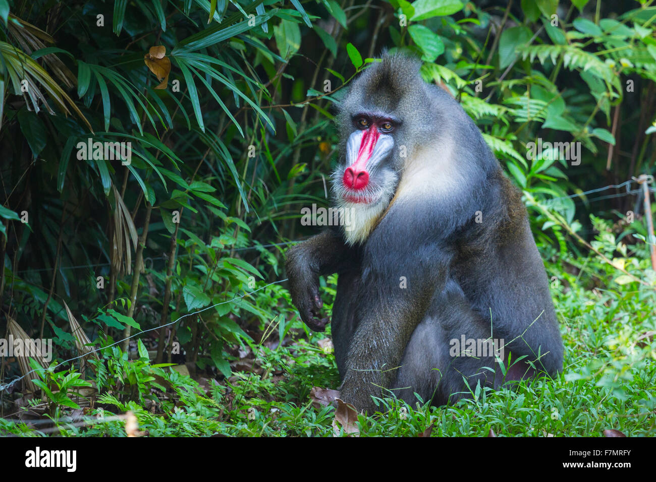 Mandrill hi-res stock photography and images - Alamy