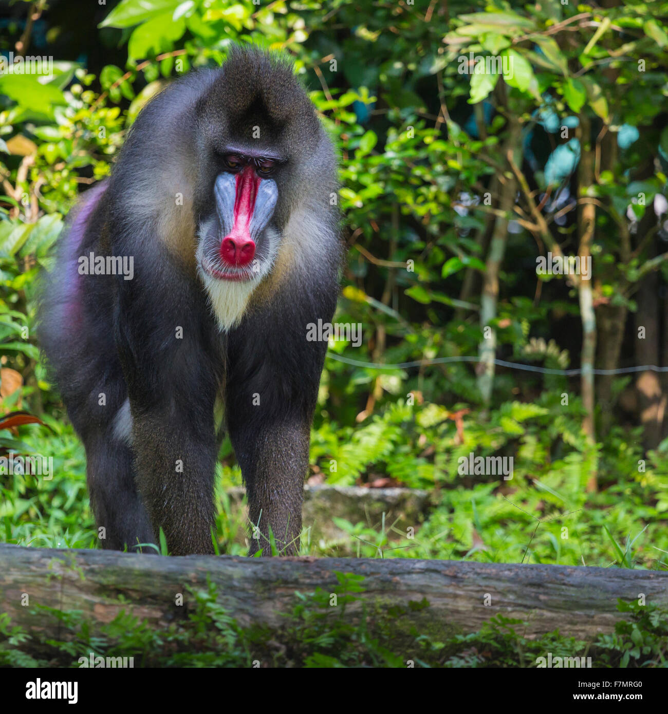 Portrait of the adult male mandrill Stock Photo - Alamy