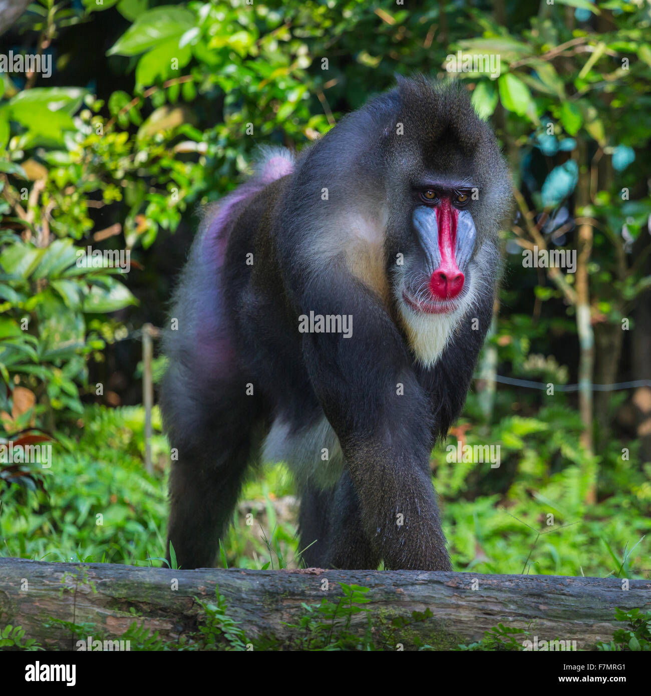 Portrait of the adult male mandrill Stock Photo - Alamy