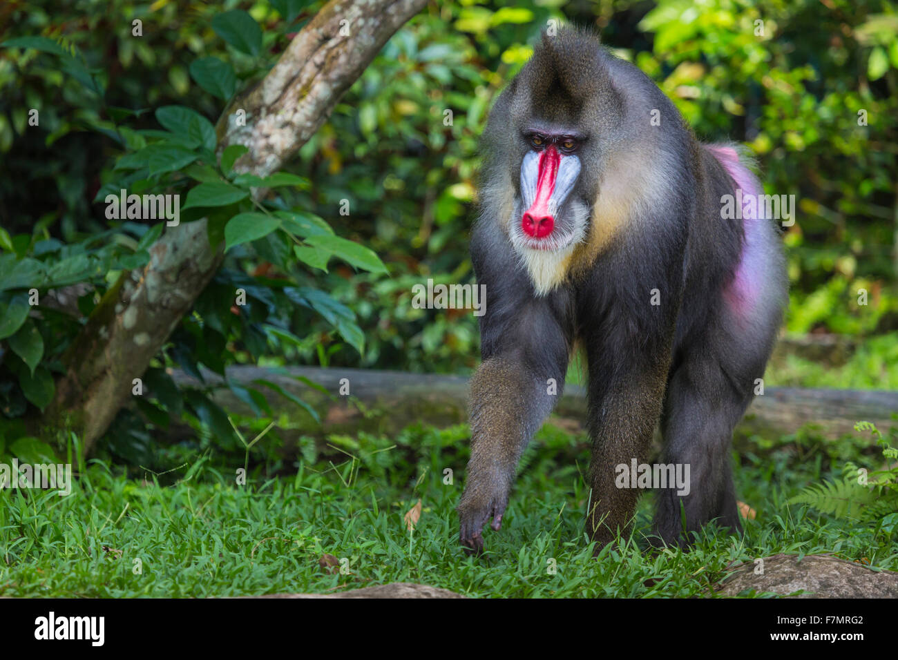 Mandrill hi-res stock photography and images - Alamy