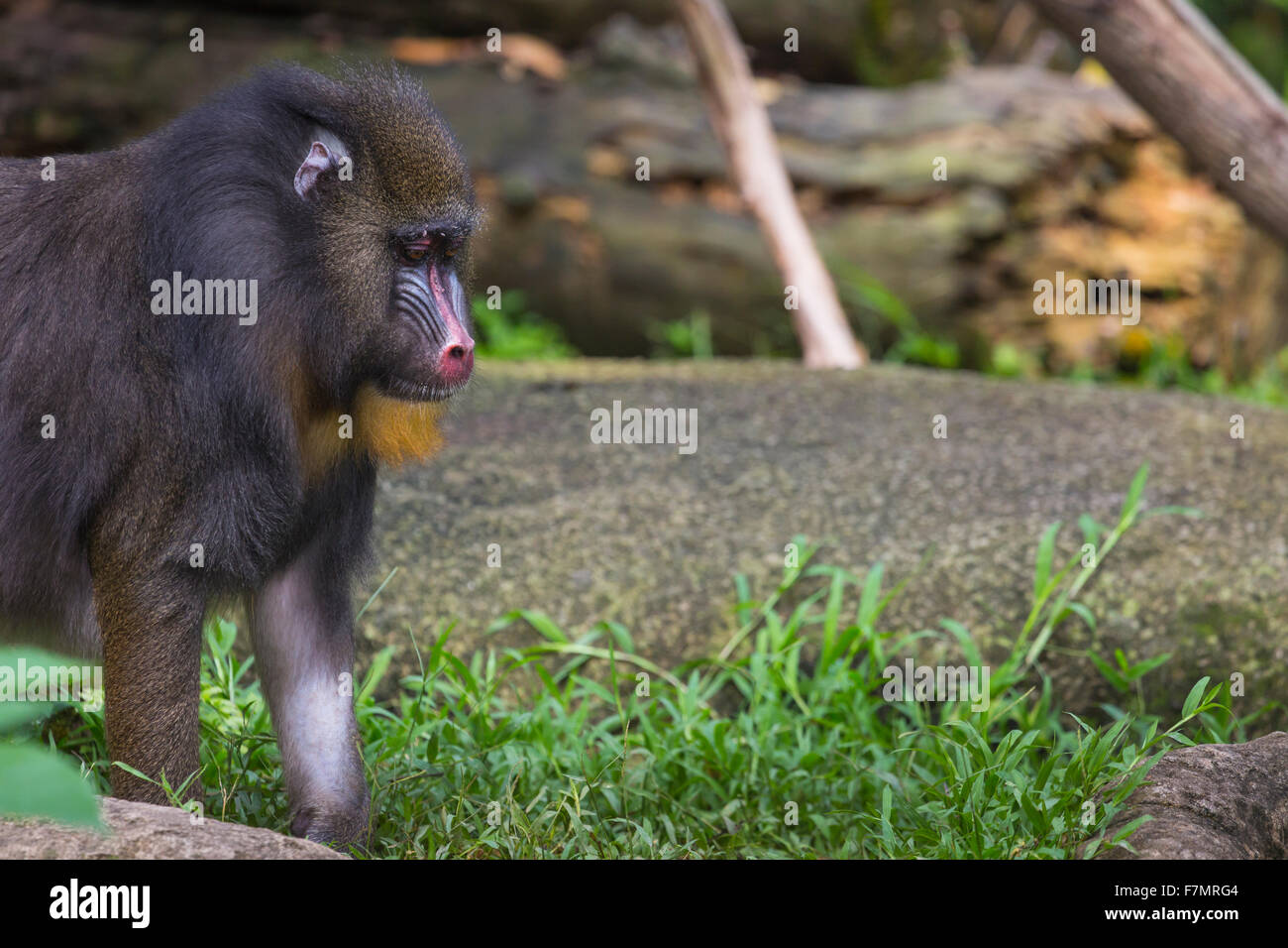 Portrait of the adult female mandrill Stock Photo - Alamy