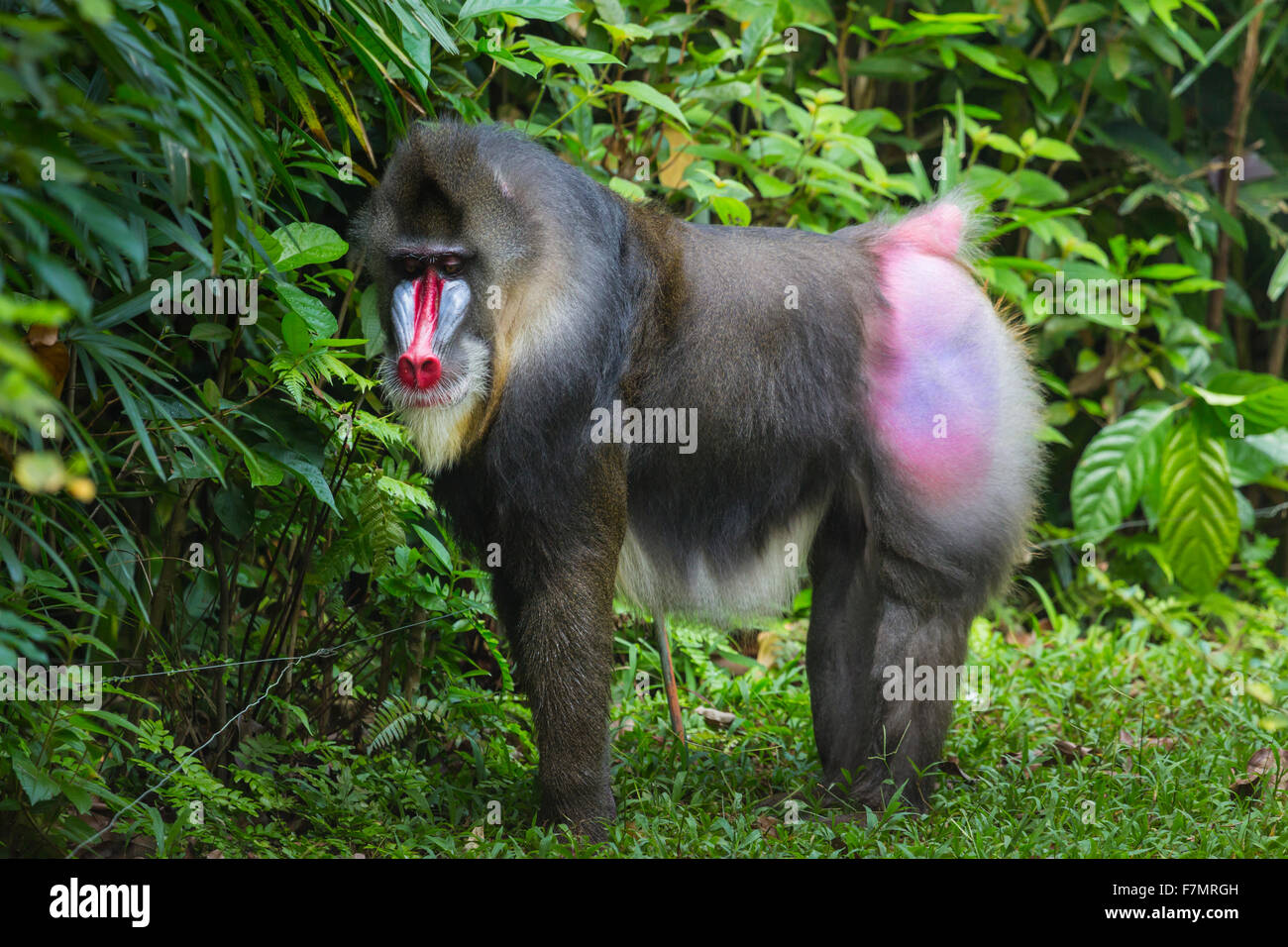 Portrait of the adult male mandrill Stock Photo - Alamy