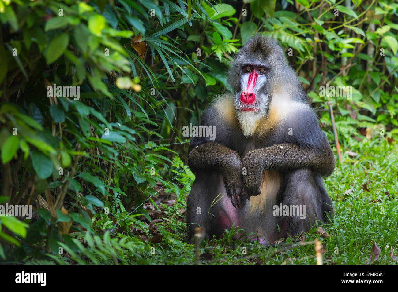 Portrait of the adult male mandrill Stock Photo - Alamy