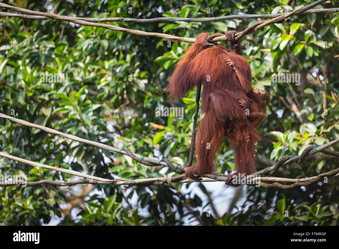Orangutan in the jungle of Borneo Indonesia Stock Photo - Alamy