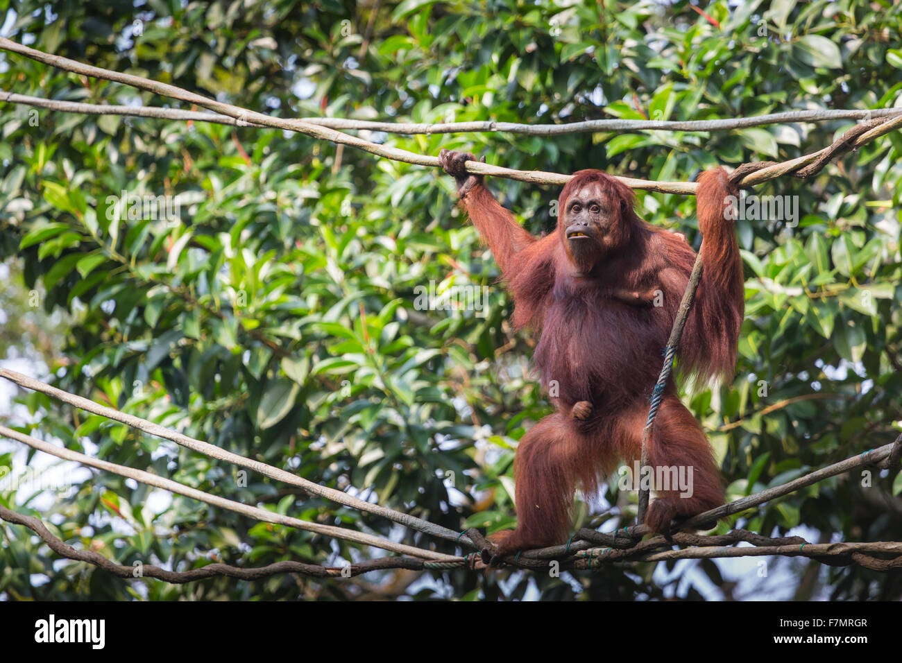 Orangutan in the jungle of Borneo Indonesia Stock Photo - Alamy