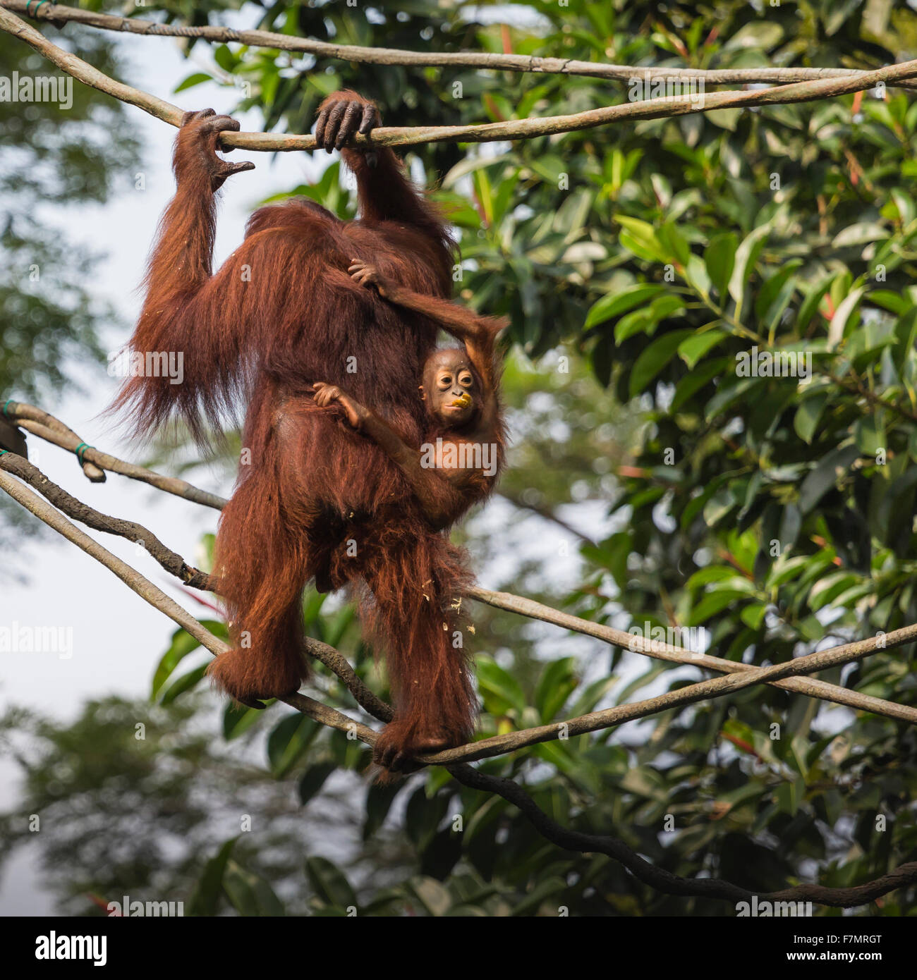 Orangutan in the jungle of Borneo Indonesia Stock Photo - Alamy