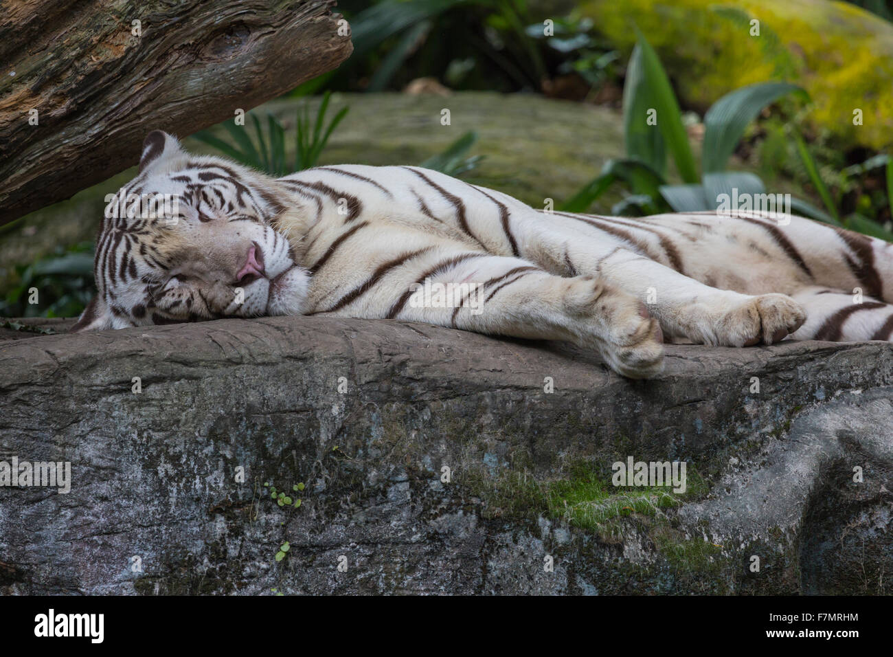 Rare Black and White Striped Adult Tiger Stock Photo - Alamy