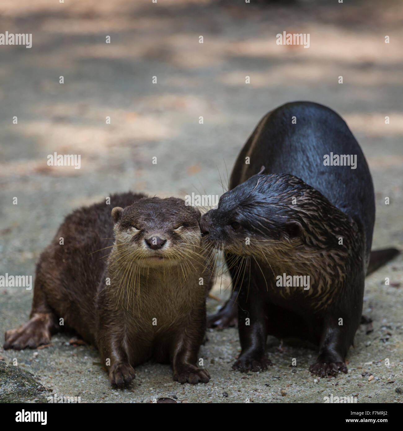 Eurasian otters hi-res stock photography and images - Alamy