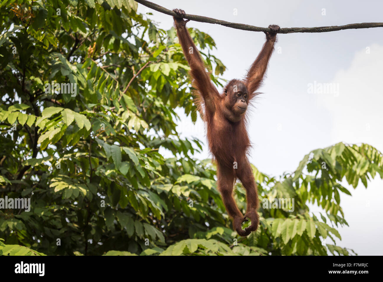 Orangutan in the jungle of Borneo Indonesia Stock Photo - Alamy