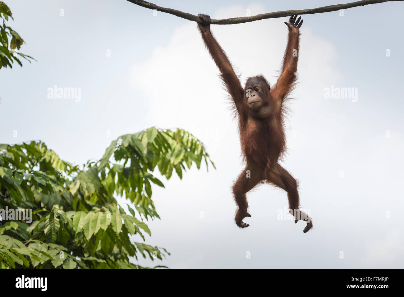 Orangutan in the jungle of Borneo Indonesia Stock Photo - Alamy