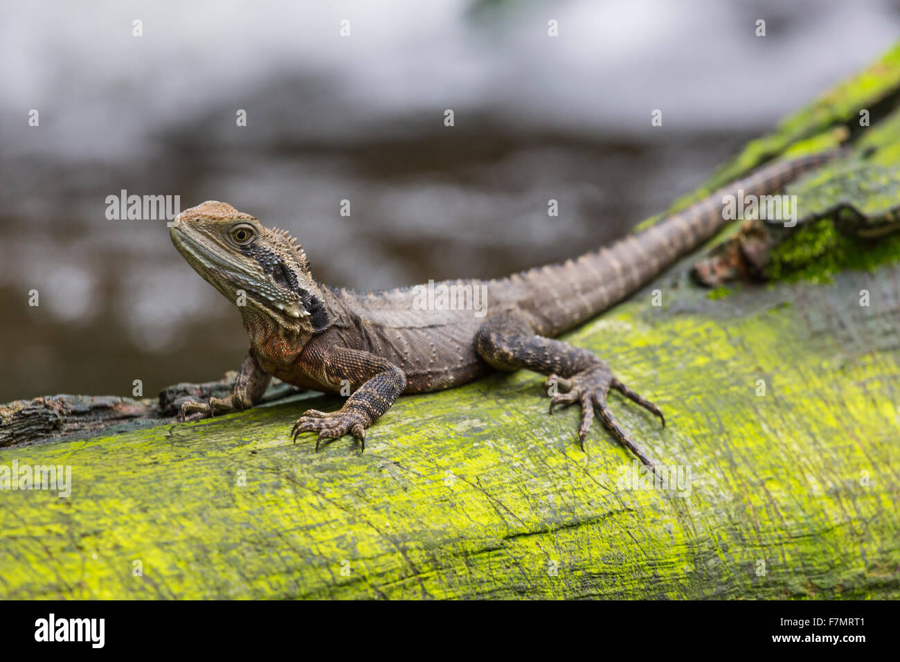 Close up of Eastern water dragon lizard, Australia Stock Photo - Alamy